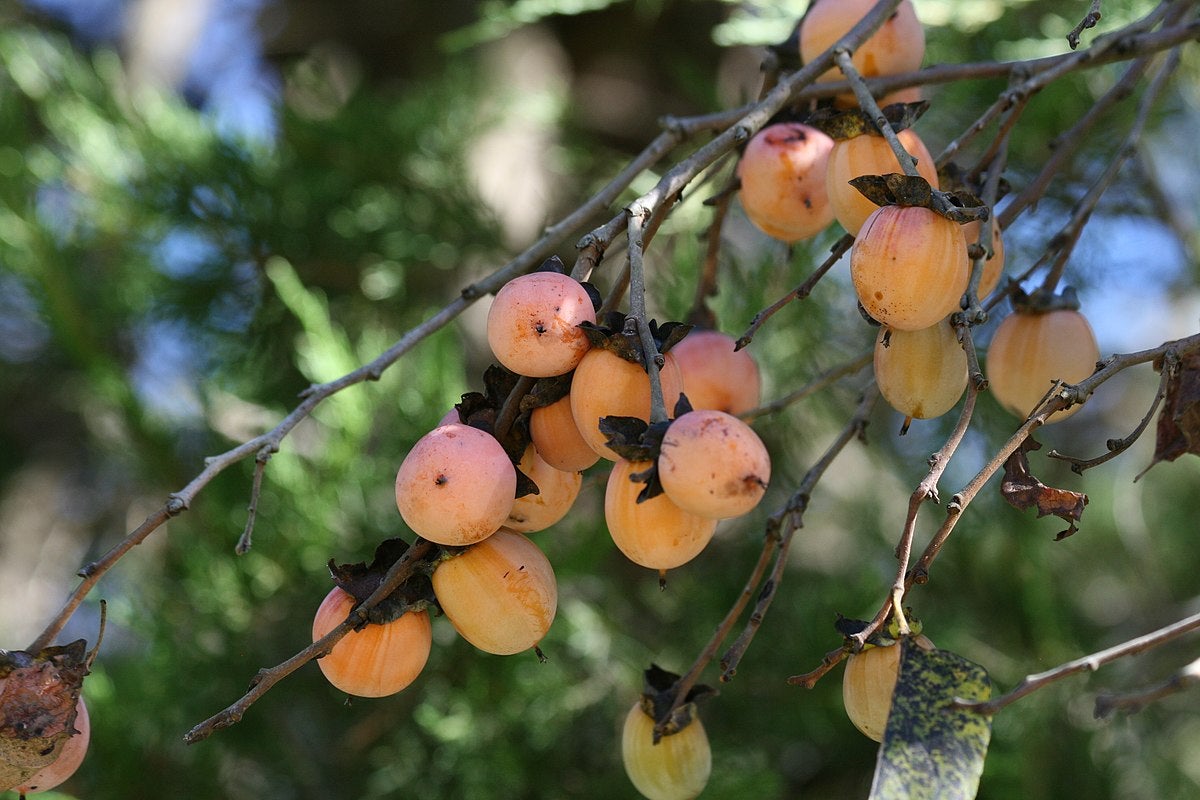 Diospyros virginiana (common persimmon) | Avonlea Gardens & Inn