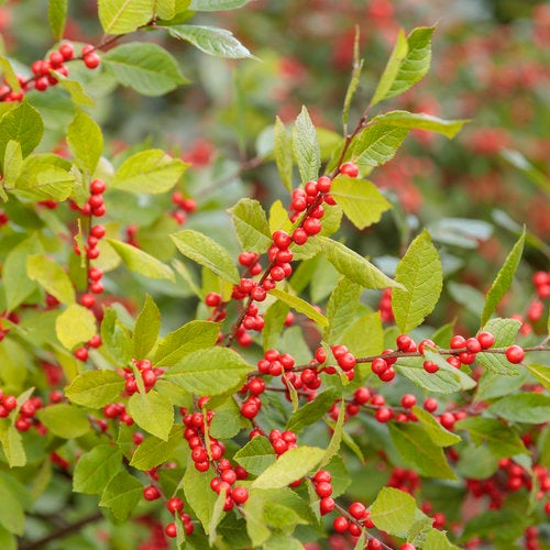 Ilex verticillata ‘Berry Heavy’ (winterberry) | Avonlea Gardens & Inn