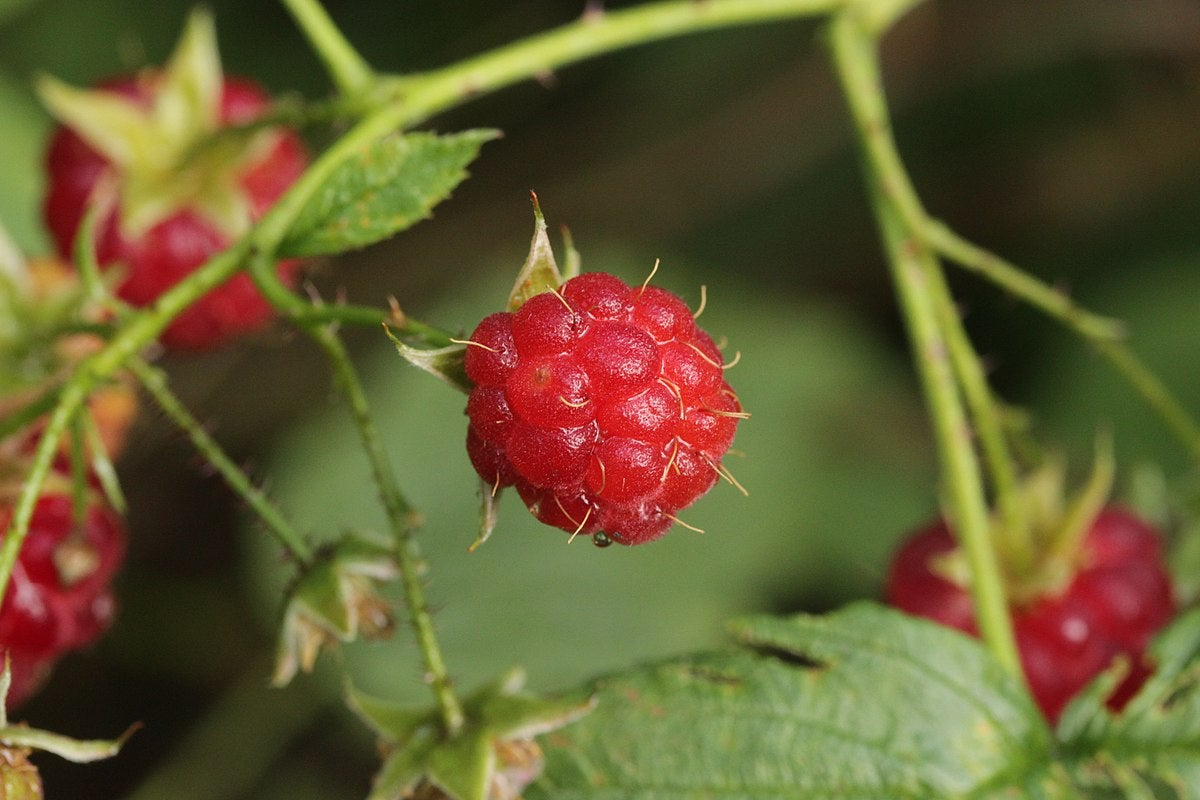 Rubus idaeus ssp. strigosus (syn var. canadensis) (red raspberry ...