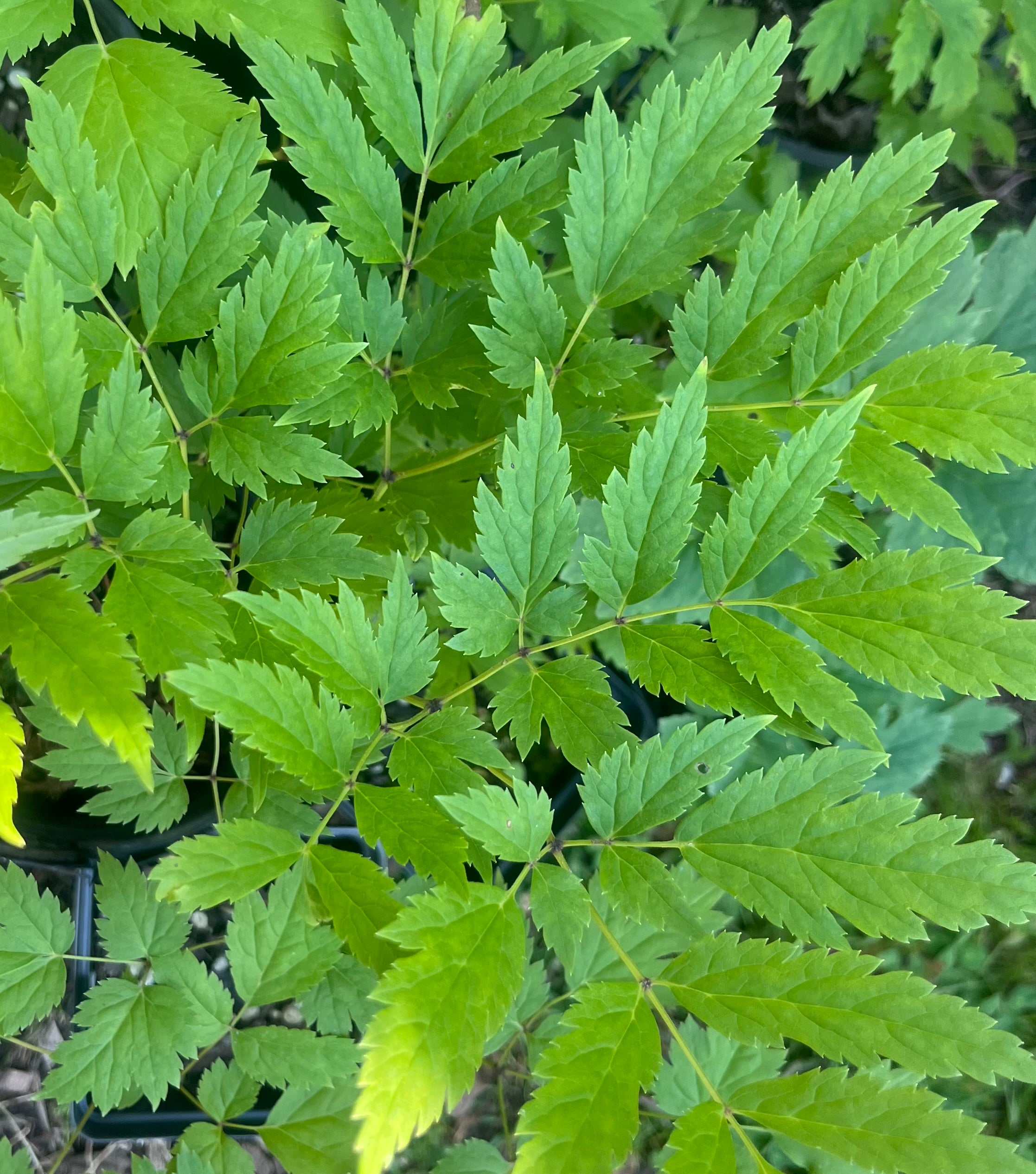 Actaea racemosa (black cohosh) | Avonlea Gardens & Inn