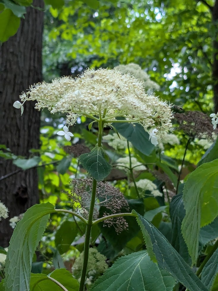 Hydrangea (SS) arborescens (smooth hydrangea) | Avonlea Gardens & Inn