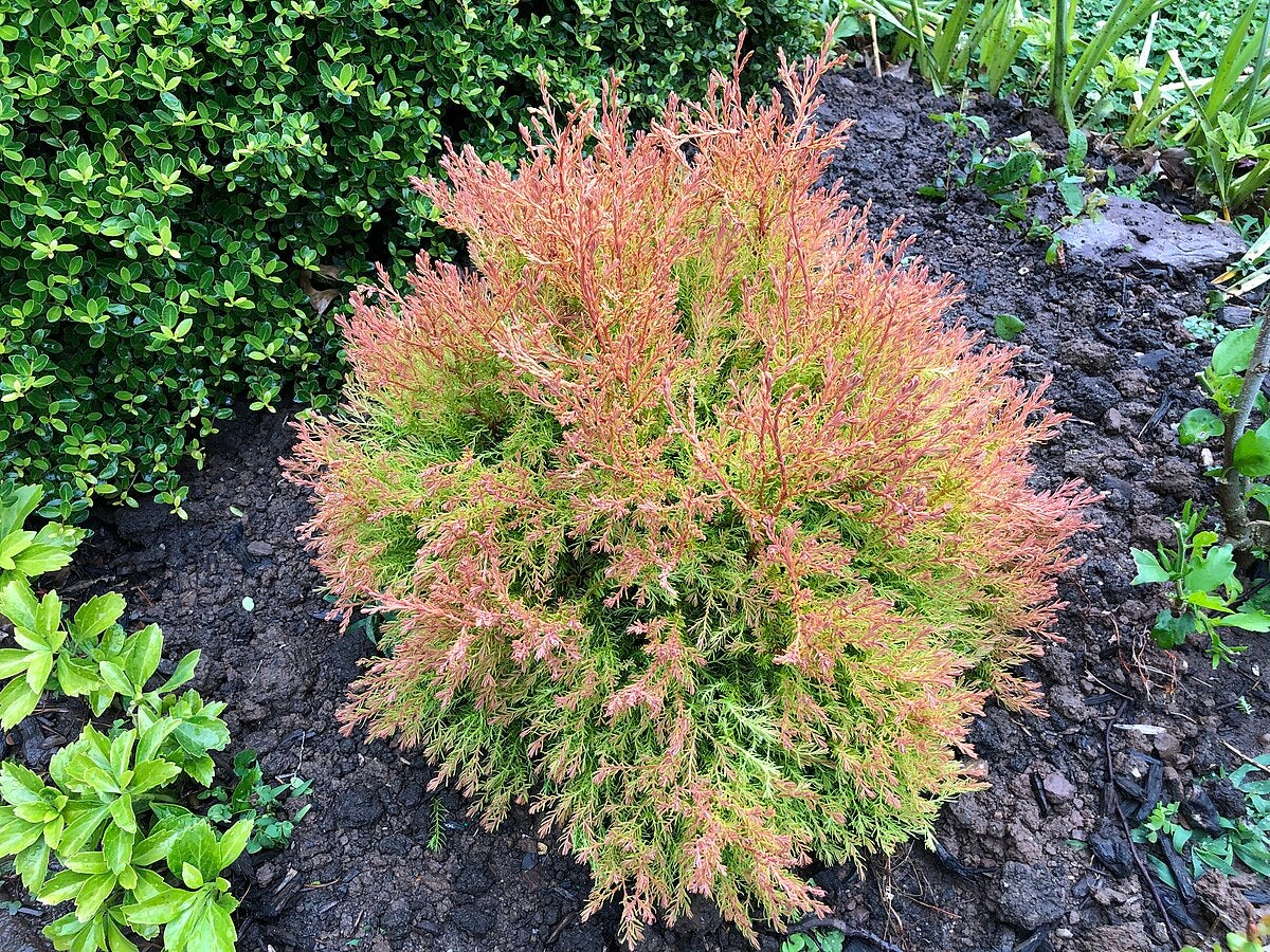Thuja occidentalis 'Fire Chief' (American arborvitae) | Avonlea Gardens ...
