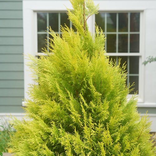 Thuja plicata 'Fluffy' (Western arborvitae) | Avonlea Gardens & Inn
