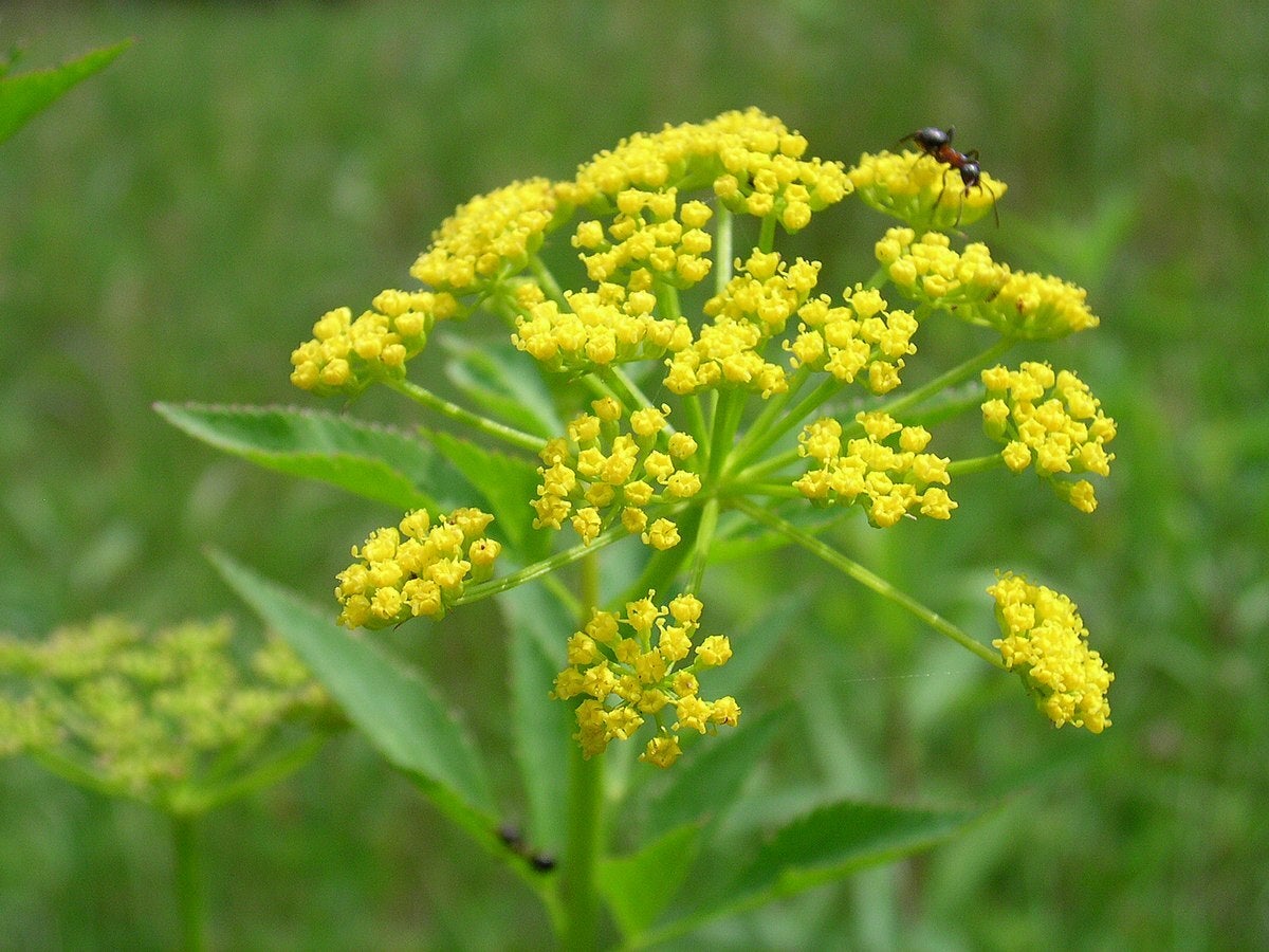 Zizia aurea (golden Alexander) | Avonlea Gardens & Inn